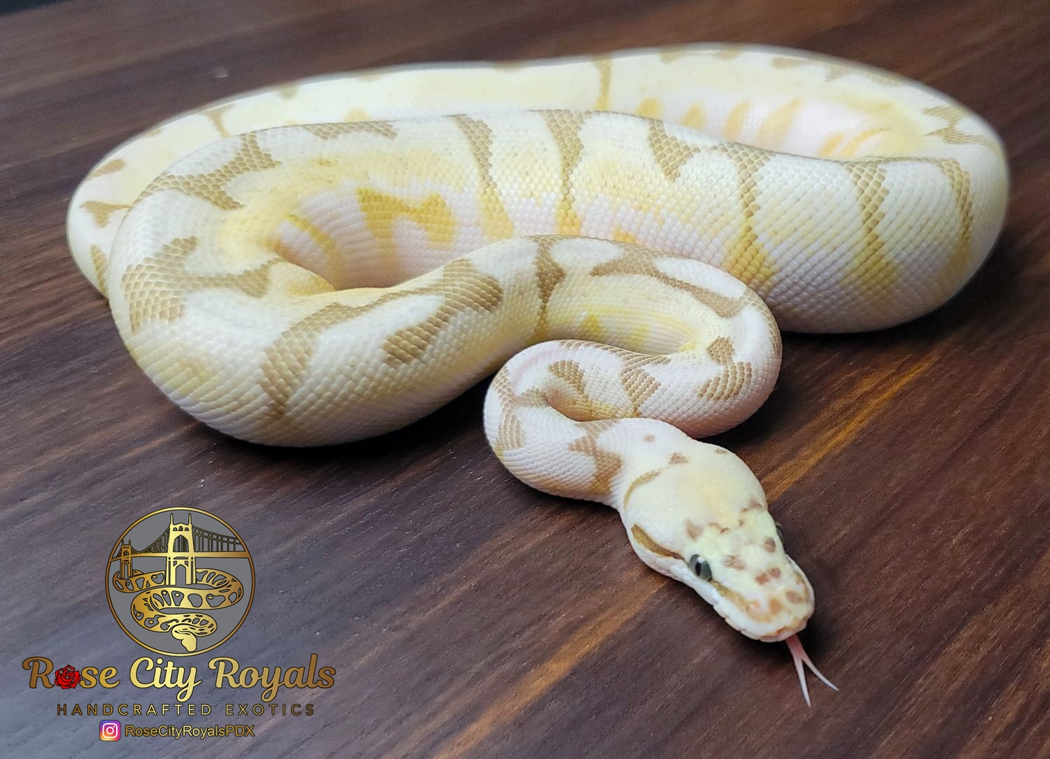 Pastel Lesser Enchi Spider 50% Het Clown Ball Python by Rose City ...