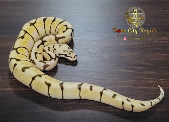 Pastel Enchi Spider 100% Het Clown Ball Python by Rose City Royals LLC