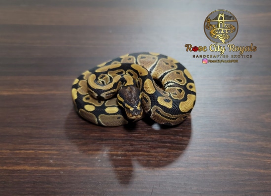 Normal 50% Het Dreamsicle Ball Python by Rose City Royals LLC