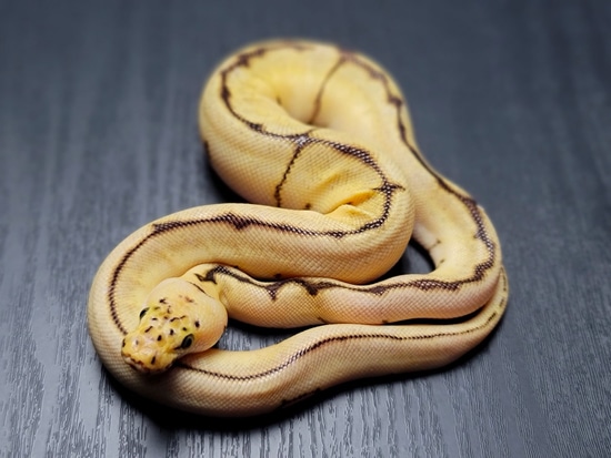 Fire Bumble Bee Clown Ball Python by Rose City Royals LLC