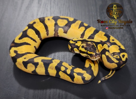 Phantom Enchi Spotnose 100% Het Clown Ball Python by Rose City Royals LLC