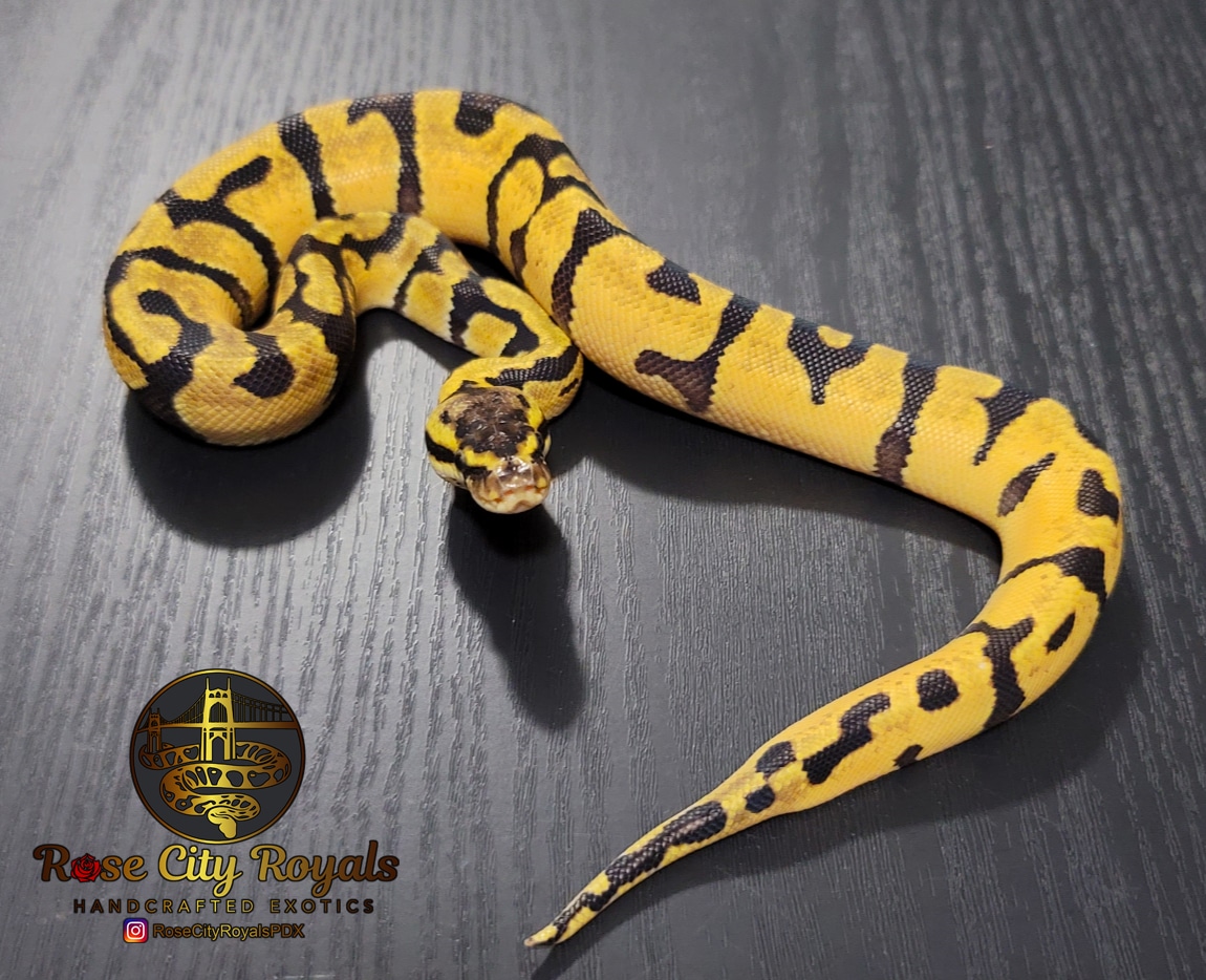 Phantom Enchi Spotnose 100% Het Clown Ball Python by Rose City Royals ...