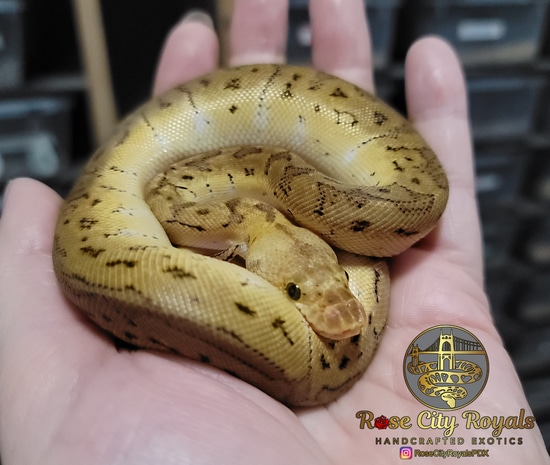 Lemonblast Clown Ball Python by Rose City Royals LLC