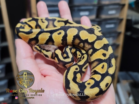 Firefly Yellowbelly 100% Het Clown Ball Python by Rose City Royals LLC