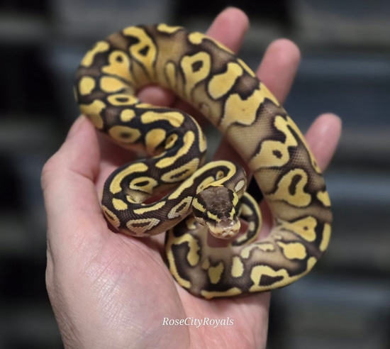 Firefly Cypress Ball Python by Rose City Royals LLC