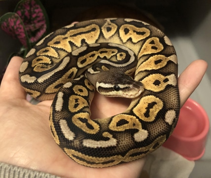 Rose Pythons - MorphMarket