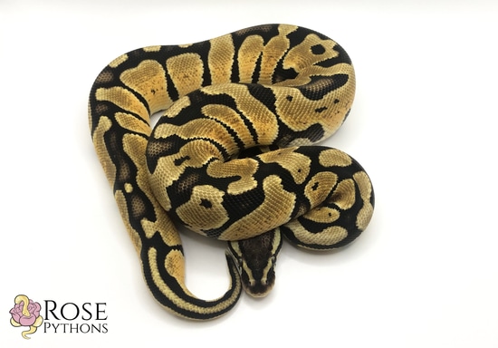 Pastel 100% Het Albino 50% Het Hypo Ball Python by Rose Pythons