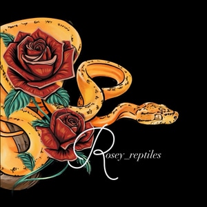 Rosey_Reptiles - MorphMarket
