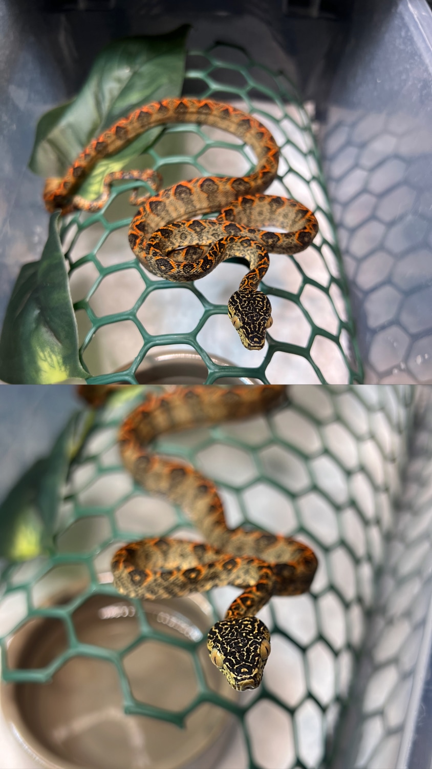 USCBB Halloween Amazon Tree Boa by Rosey_Reptiles - MorphMarket