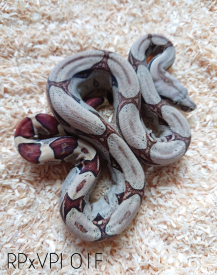 Red Pastel 100% Het VPI Boa Constrictor by Rosieboas