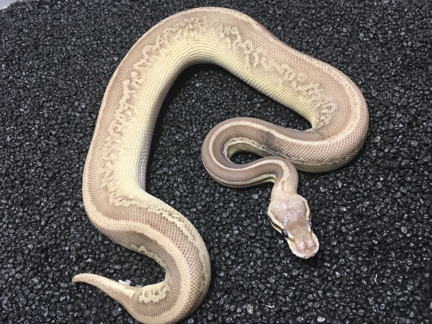 Leopard Lesser Black Pewter Ball Python by R Mckee Reptiles - MorphMarket