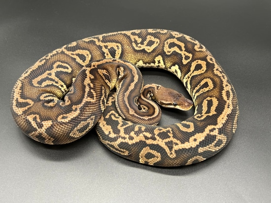 Confusion Black Pewter 100% Het Clown Ball Python by R Mckee Reptiles ...