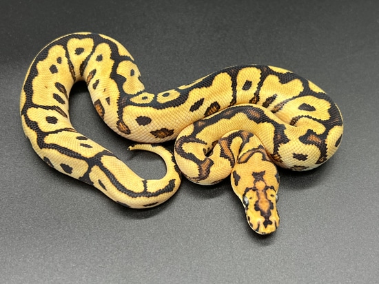 Spotnose Fire Clown 66% Pos Het Puzzle Ball Python by R Mckee Reptiles