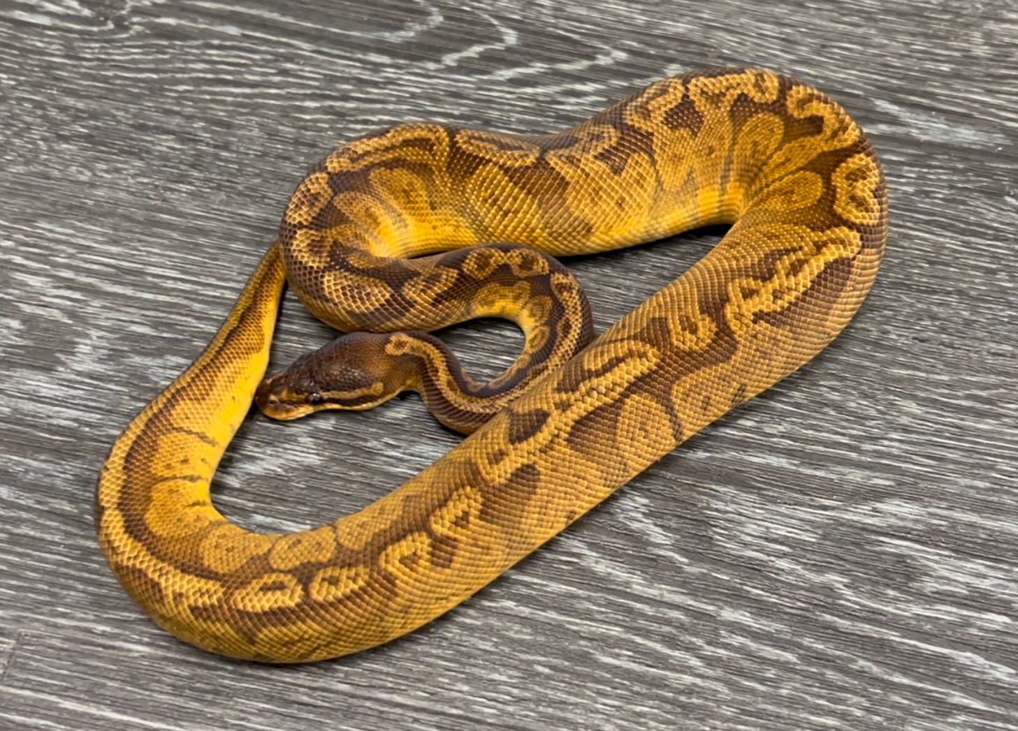 Sunset 66% Het Clown Ball Python by R Mckee Reptiles - MorphMarket