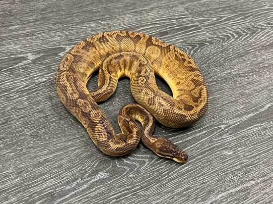 Sunset Ball Python by R Mckee Reptiles