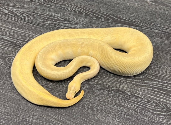 Butter Enchi Pastel Pinstripe Sunset (Proven) Ball Python by R Mckee ...