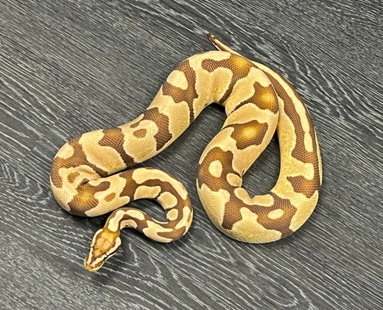 Pastel Monarch Ball Python by R Mckee Reptiles