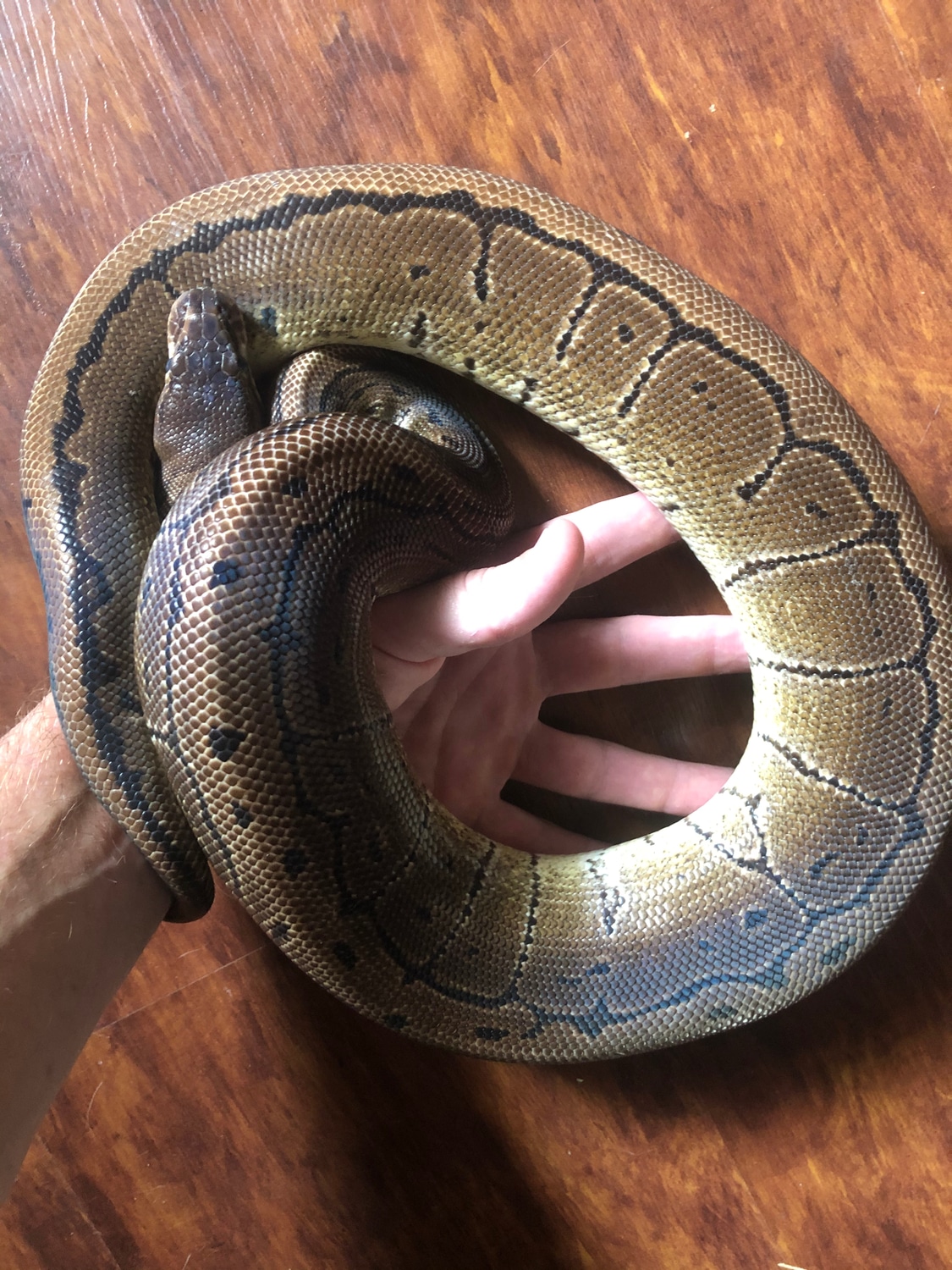 Chocolate Pinstripe Ball Python by Gotham Pythons - MorphMarket