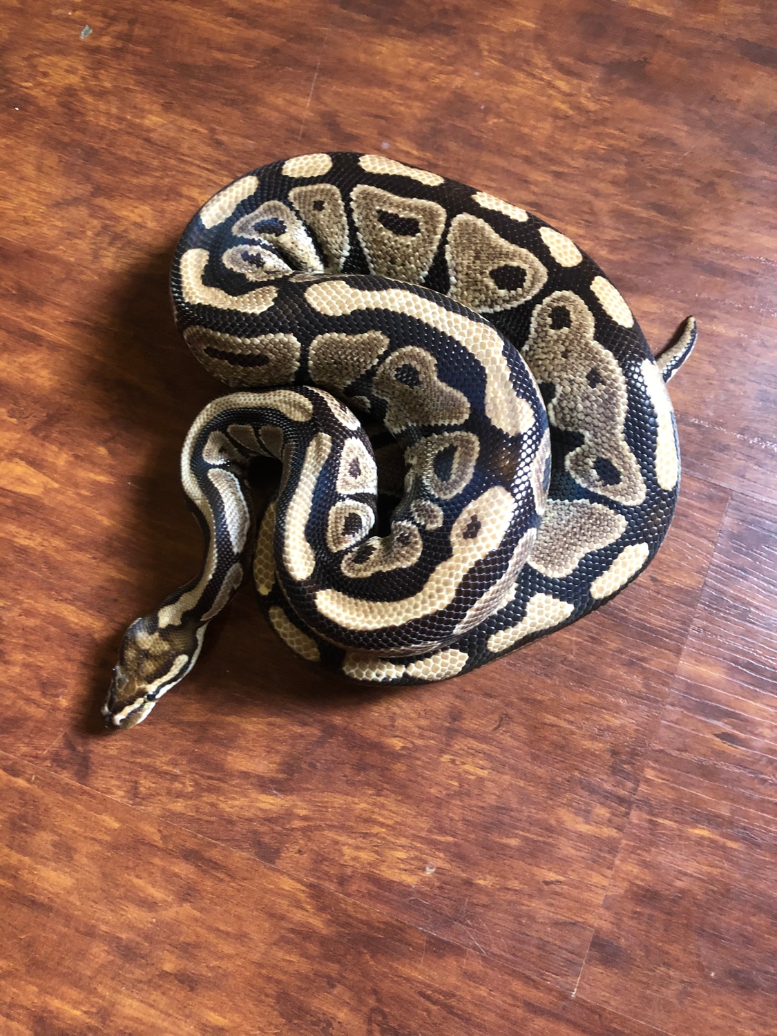 2018 Female Spotnose Mocha 1300 Grams Ball Python by Gotham Pythons ...
