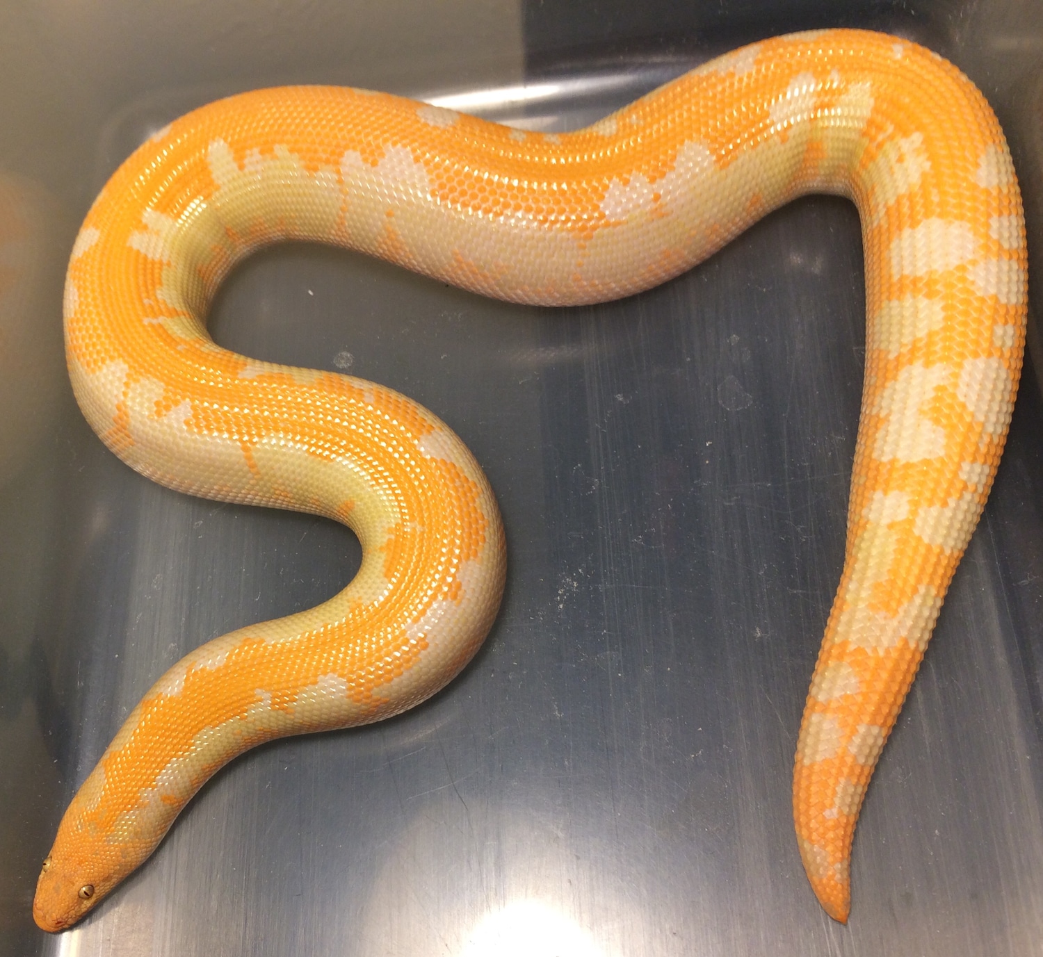 Albino Paint Kenyan Sand Boa by Carter’s Captives - MorphMarket