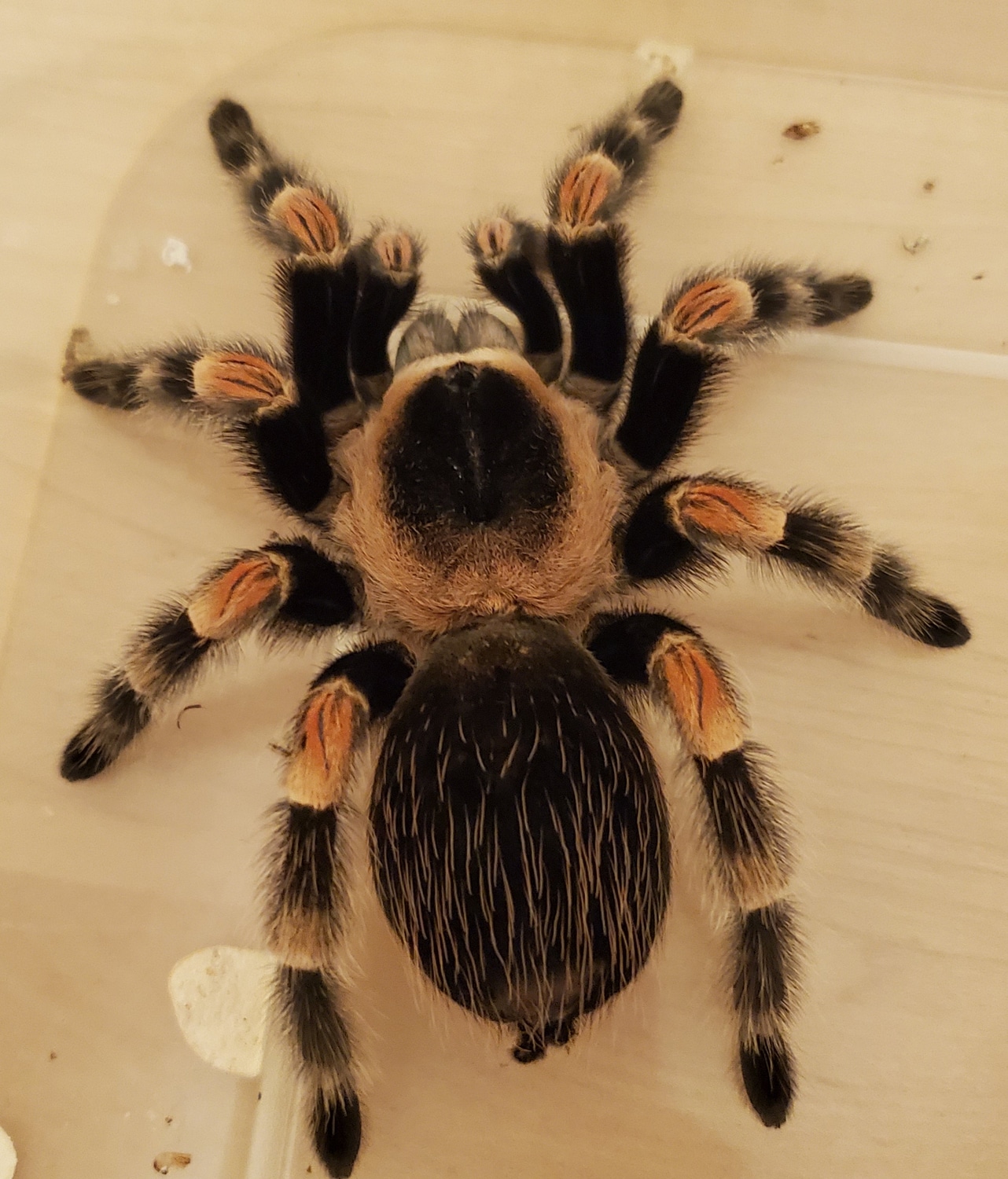 Mexican Red Knee Tarantula by Carter’s Captives - MorphMarket