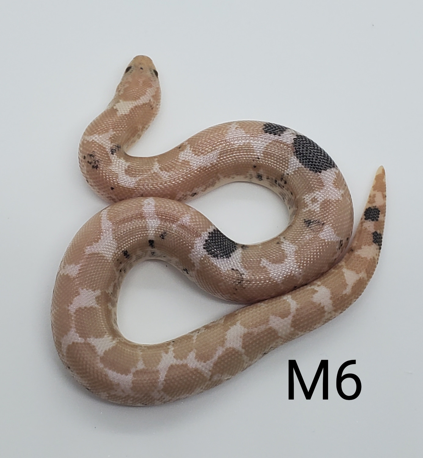 Snow Paradox Kenyan Sand Boa by Carter’s Captives - MorphMarket