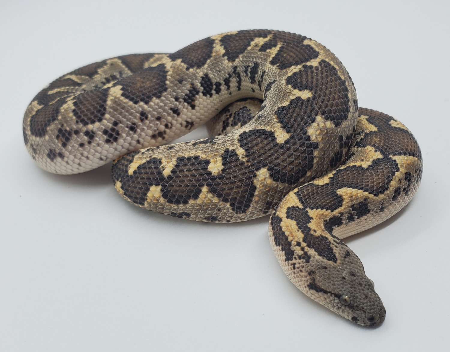 Rough Scale Rough-Scaled Sand Boa by Carter’s Captives - MorphMarket