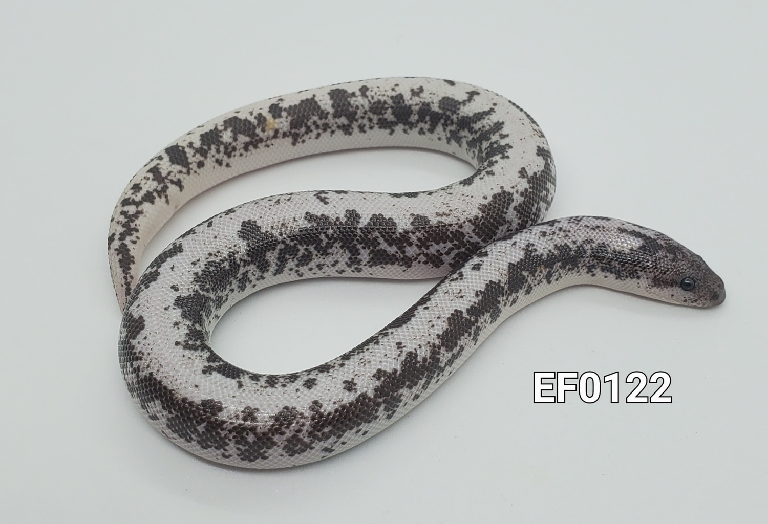 Anery Paint Het Albino Kenyan Sand Boa by Carter’s Captives - MorphMarket