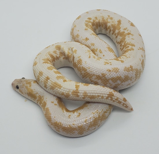 Snow Paint Adult Male Kenyan Sand Boa by Carter’s Captives