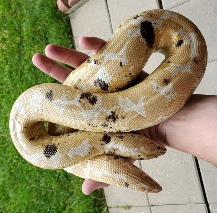 Paradox Snow Kenyan Sand Boa by Carter’s Captives - MorphMarket