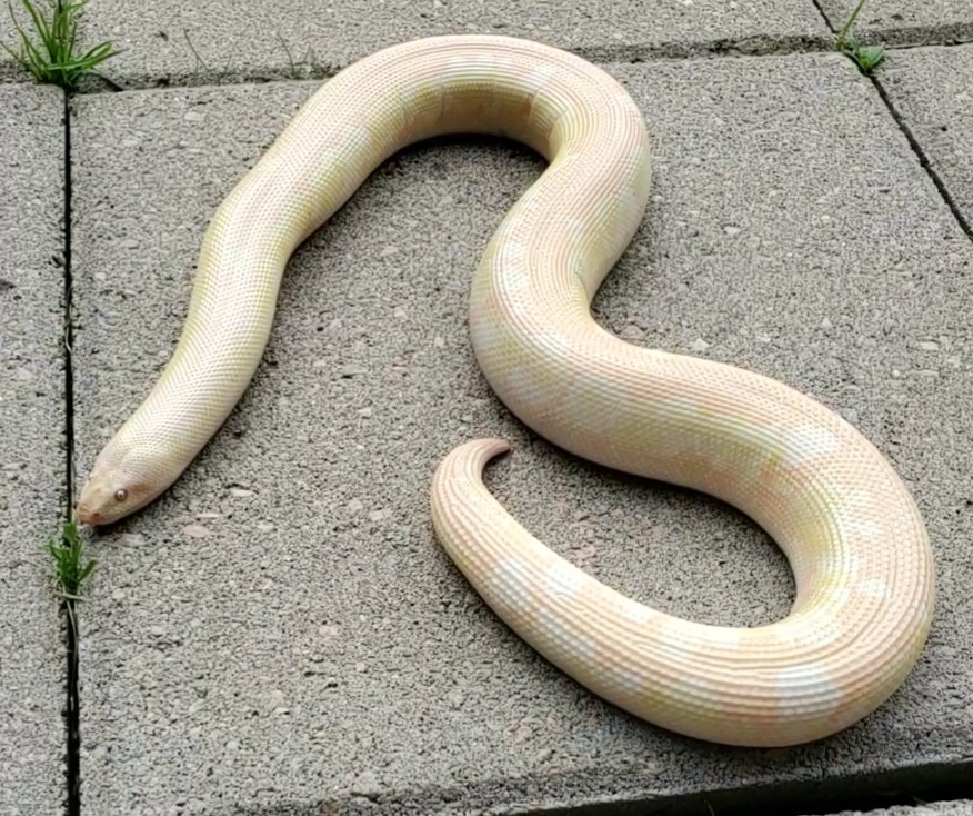 Albino Paint Adult Female Kenyan Sand Boa by Carter’s Captives ...