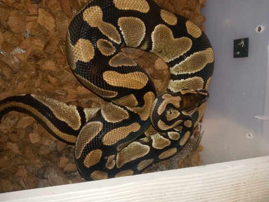 Normal 100% Het Clown Pos Blade Ball Python by First State Pythons