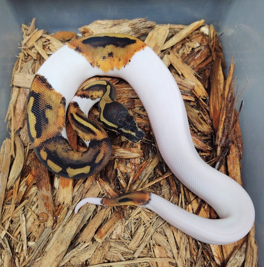 High White Pied Ball Python by ROC Reptiles