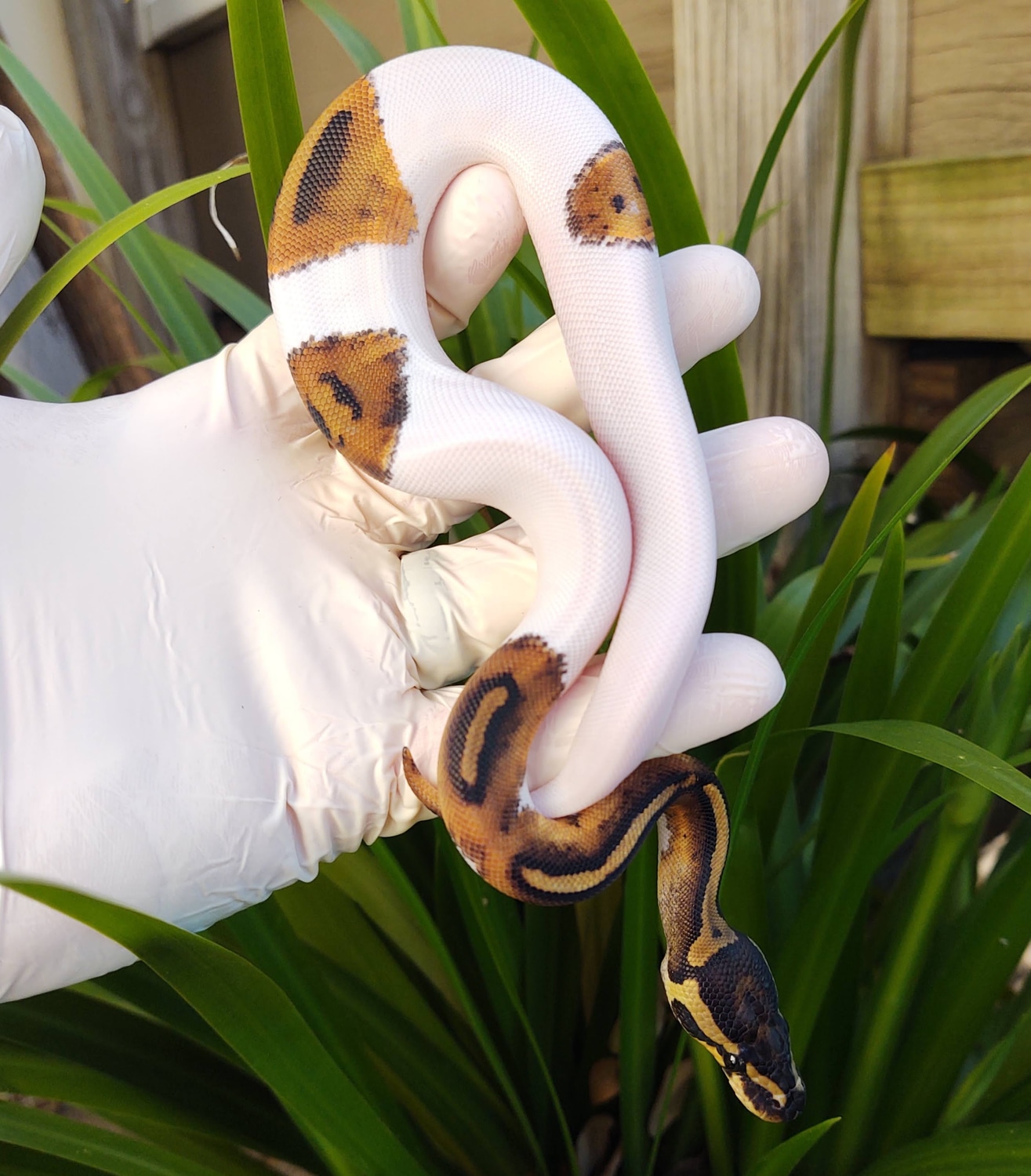 High White Pied Ball Python by ROC Reptiles - MorphMarket