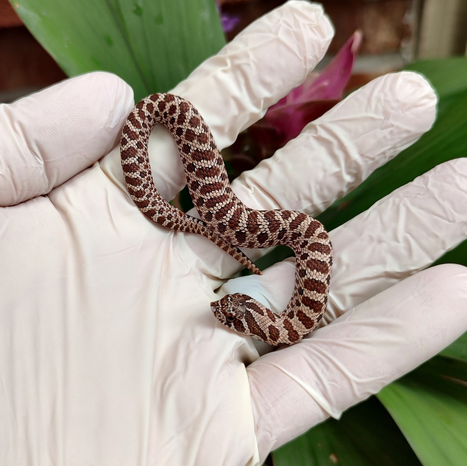 Het Albino 66% Axanthic Western Hognose by ROC Reptiles - MorphMarket