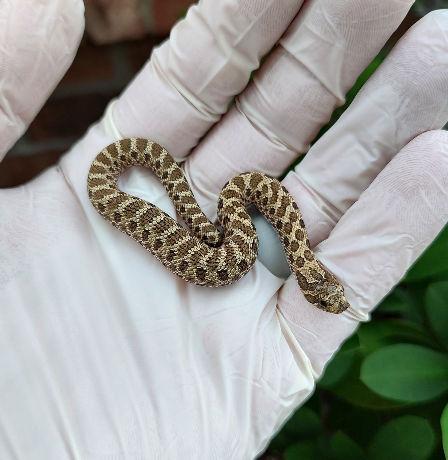 Het Lavender 50% Albino Western Hognose by ROC Reptiles - MorphMarket