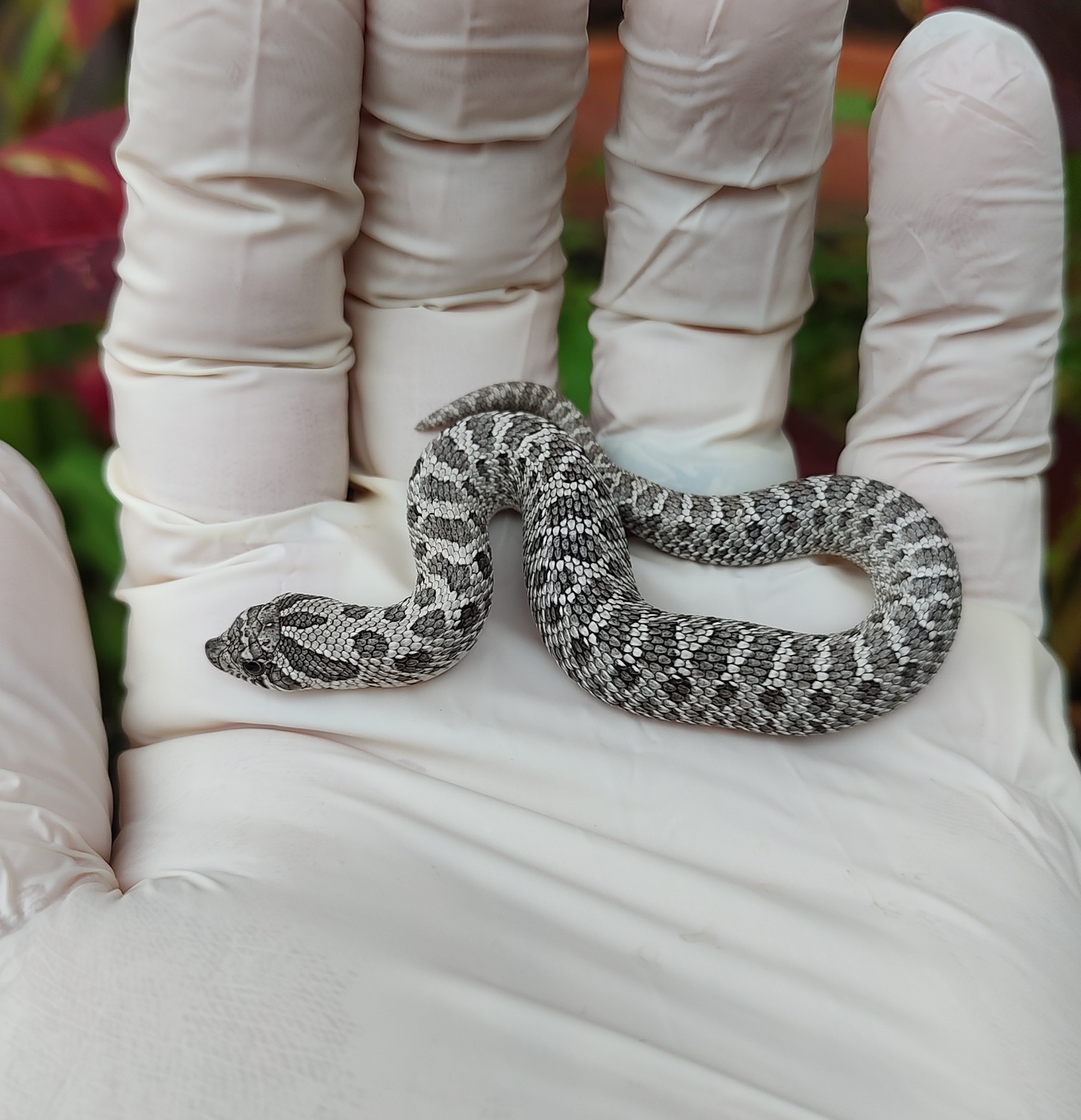 Axanthic Het Albino Western Hognose by ROC Reptiles - MorphMarket