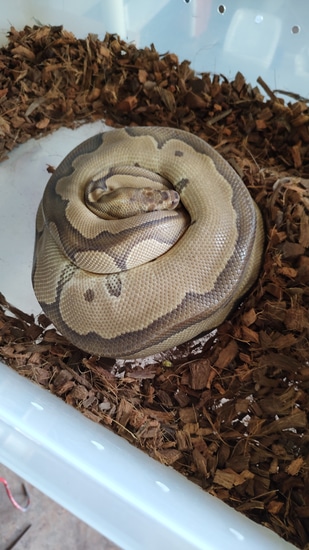Reduced Pattern Clown Ball Python by ROC Reptiles
