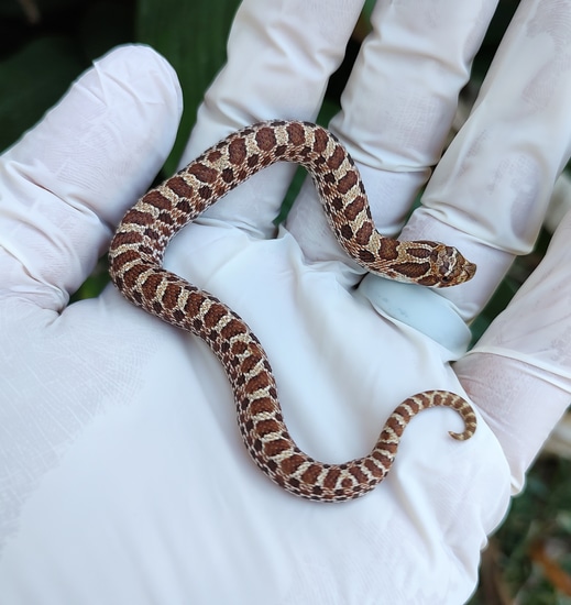 Normal Western Hognose by ROC Reptiles