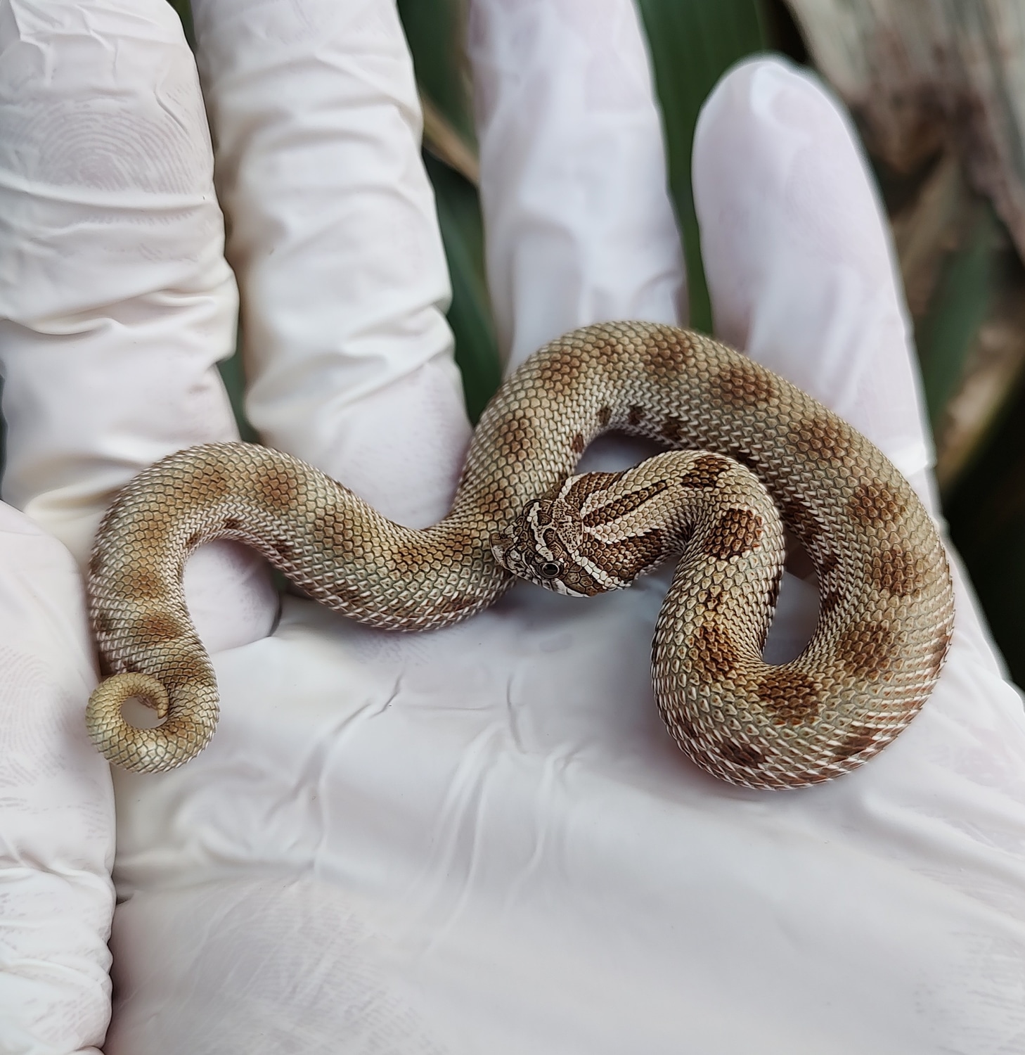 Anaconda Het Lavender 66% Het Albino Western Hognose by ROC Reptiles ...