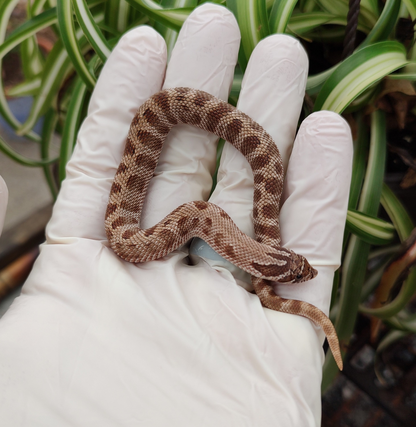 Anaconda Het Snow Western Hognose by ROC Reptiles - MorphMarket