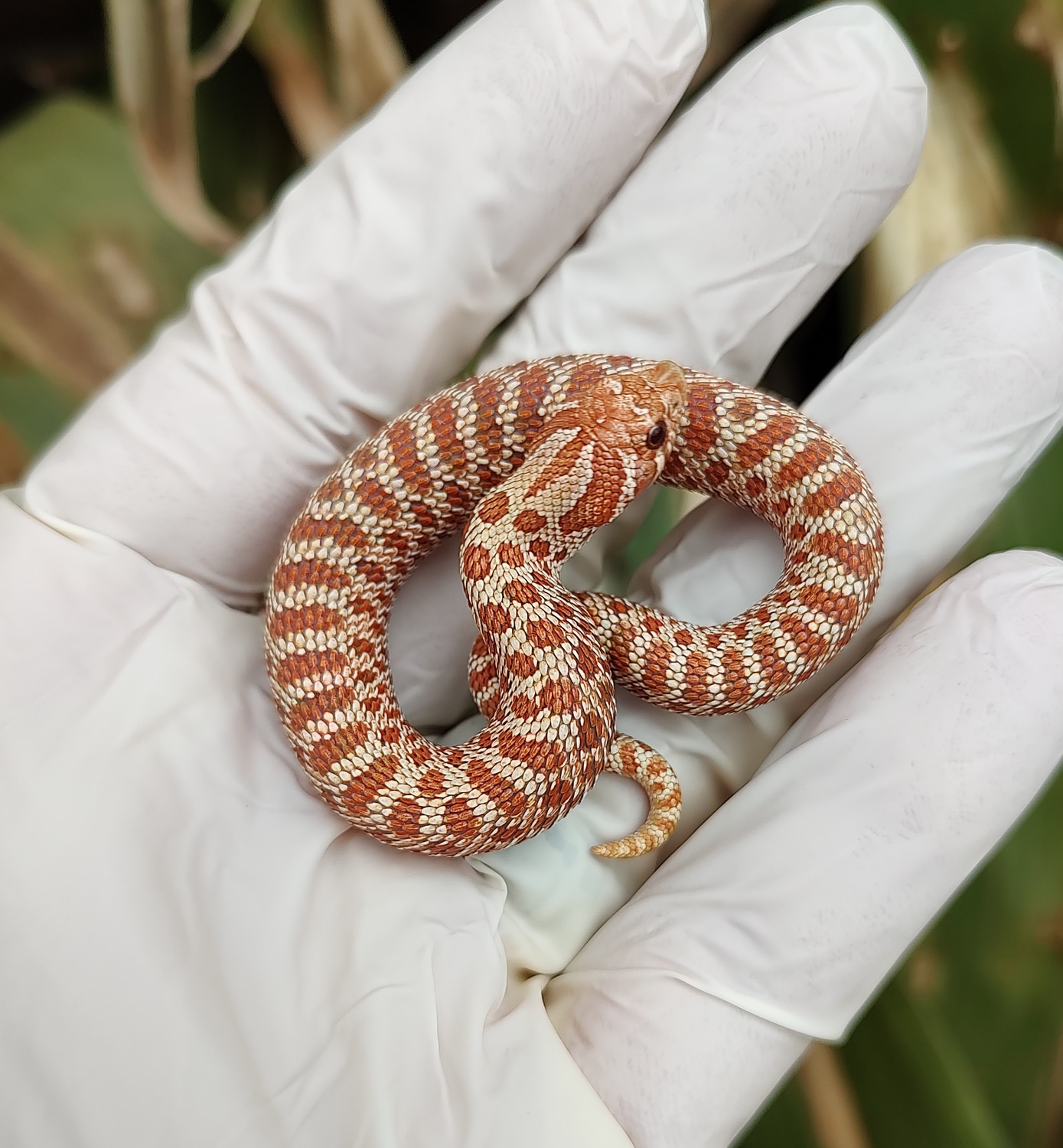 Toffee Het Axanthic Western Hognose by ROC Reptiles - MorphMarket