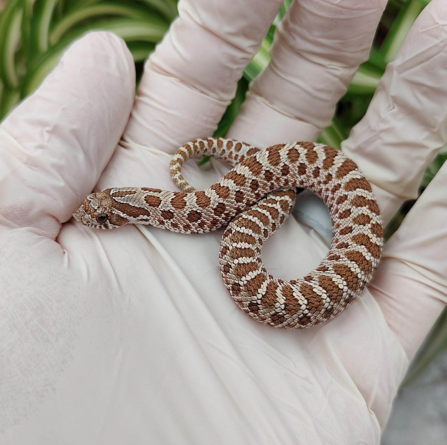Het Toxic Western Hognose by ROC Reptiles - MorphMarket