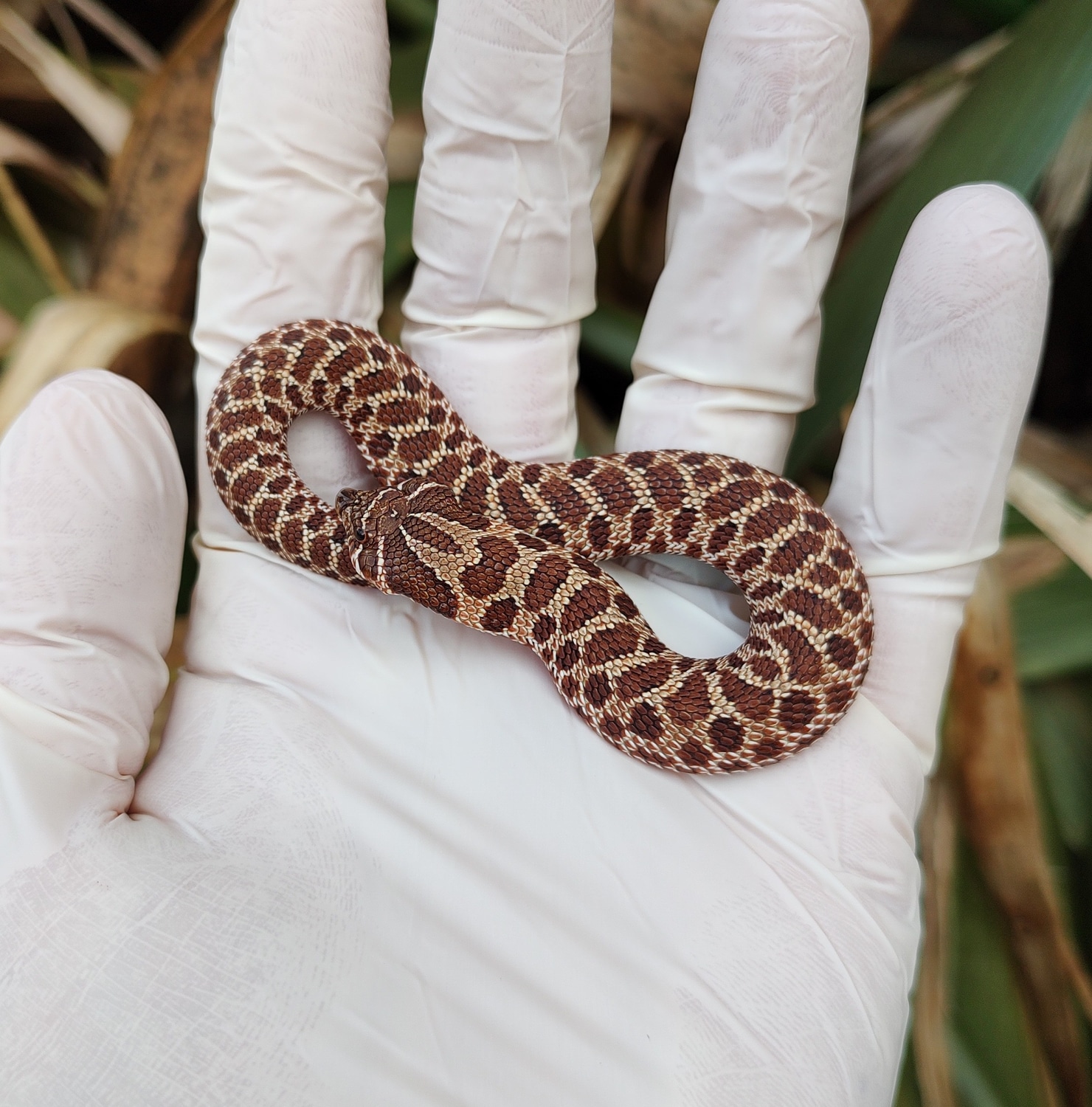 Het Lavender 66% Albino Western Hognose by ROC Reptiles - MorphMarket