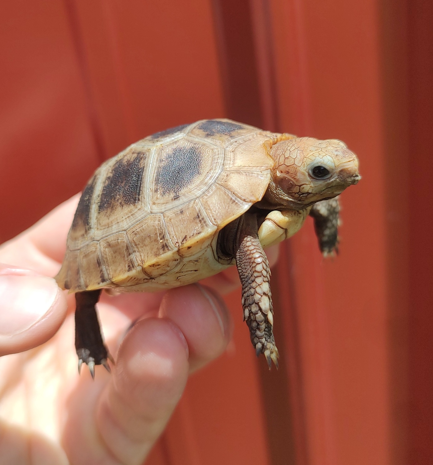 Elongated Tortoise - Well Started by ROC Reptiles - MorphMarket