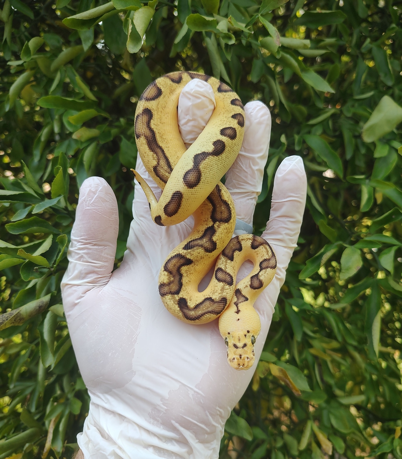 Enchi Pastel Clown Ball Python by ROC Reptiles - MorphMarket