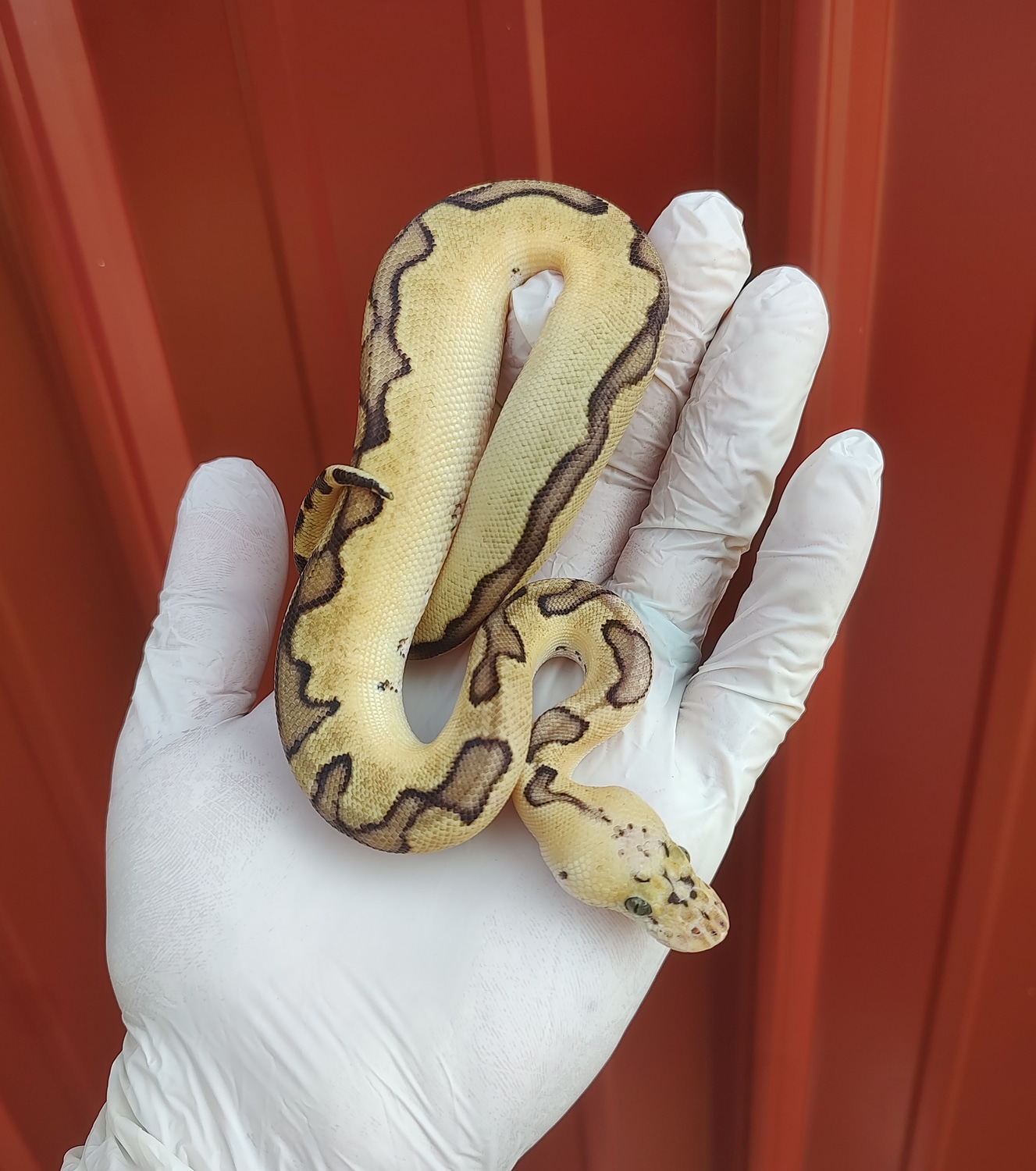 Enchi Pastel Clown Ball Python by ROC Reptiles - MorphMarket