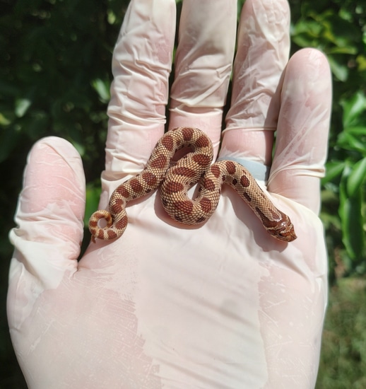 Red Anaconda Het Sunburst Western Hognose by ROC Reptiles