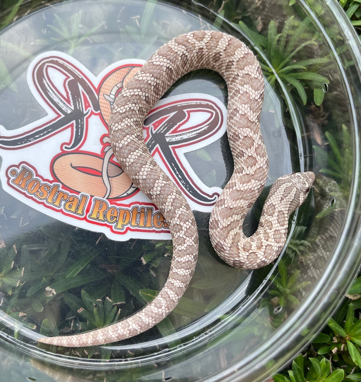 Large Lavender Western Hognose by Rostral Reptiles - MorphMarket