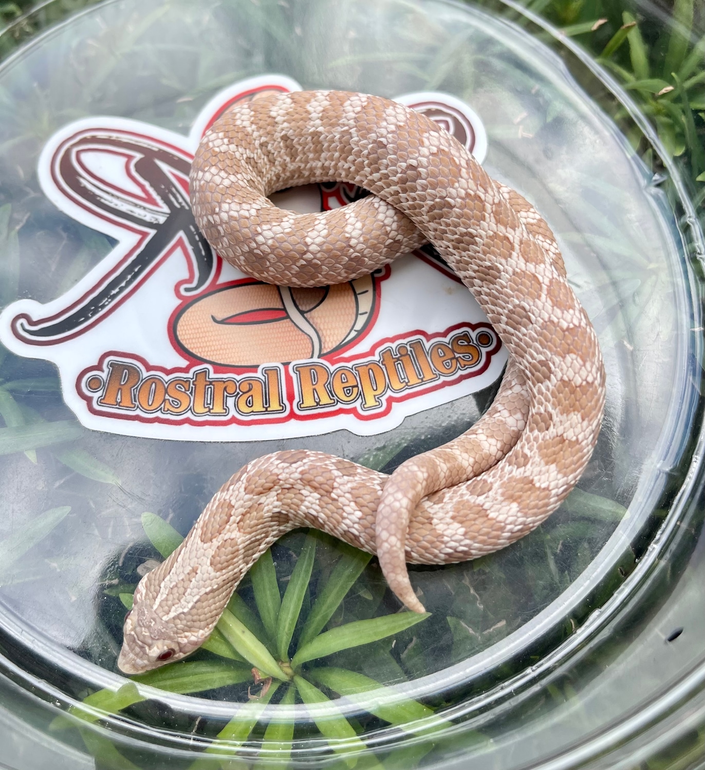 Lavender Western Hognose by Rostral Reptiles - MorphMarket